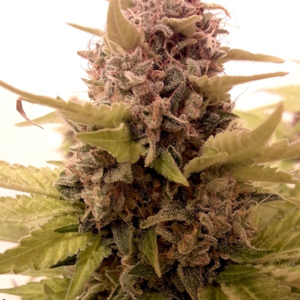 Cali SFV OG (San Fernando Valley) Strain Info / Cali SFV OG (San ...
