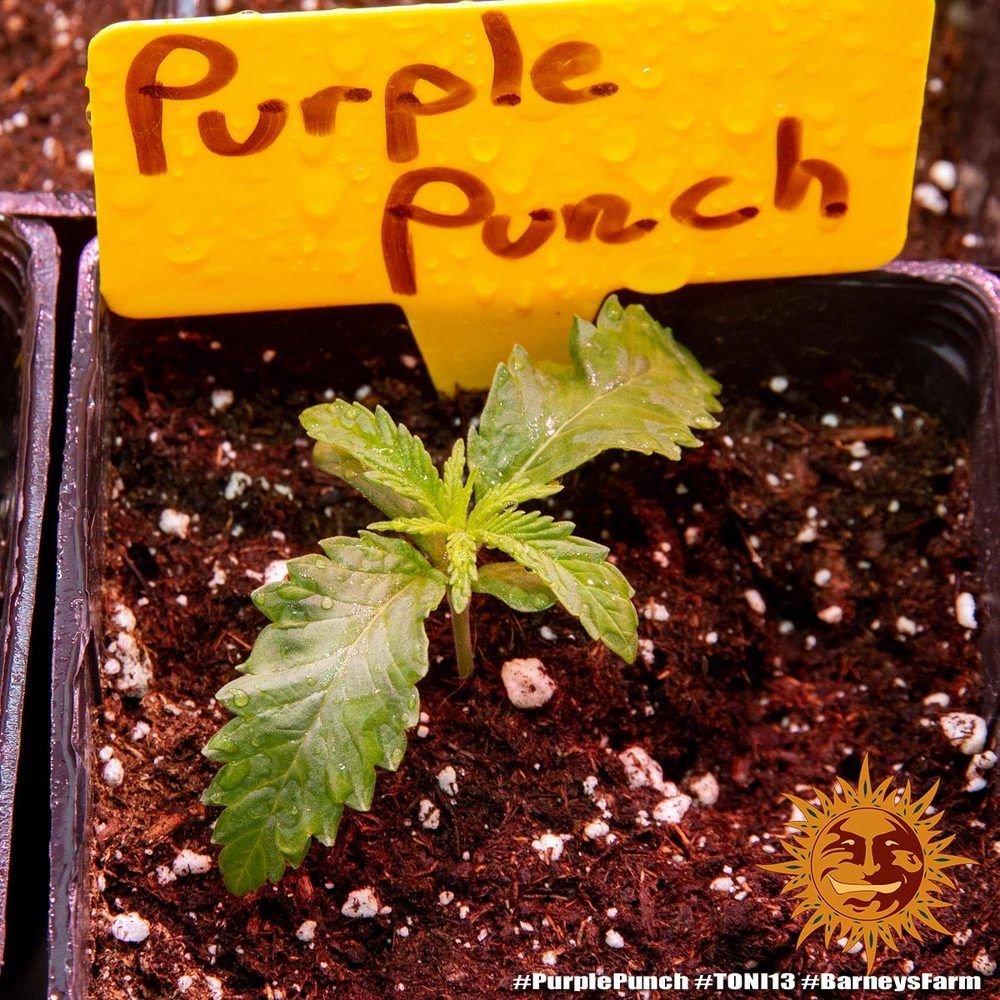 Purple Punch Strain Info / Purple Punch Weed By Barney's Farm - GrowDiaries
