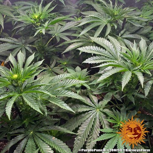 Purple Punch Strain Info / Purple Punch Weed By Barney's Farm - GrowDiaries