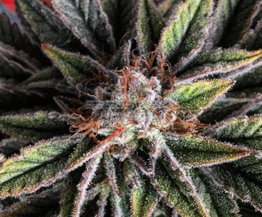 Trilogy Strain Info / Trilogy Weed By Exotic Genetix - GrowDiaries