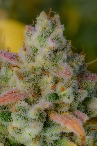 Gelato Auto Strain Info / Gelato Auto Weed By Fast Buds - GrowDiaries