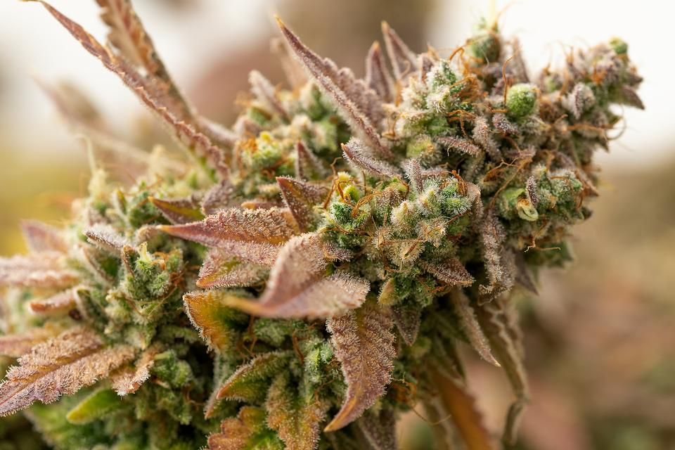 The New Strain Info / The New Weed By Humboldt Seed Organization ...