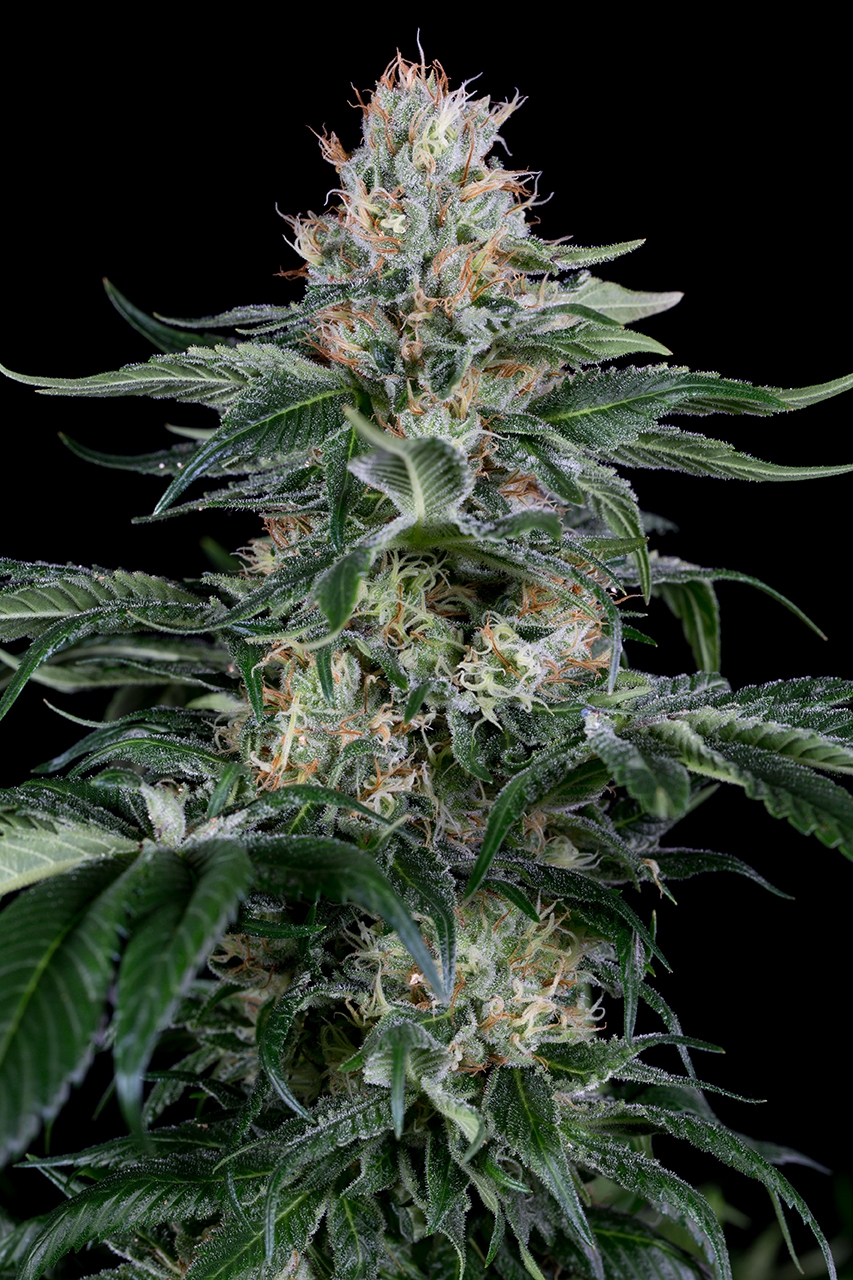 Orange Juice Strain Info / Orange Juice Weed By Dinafem - GrowDiaries