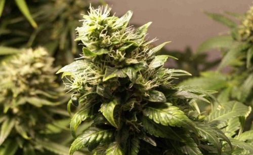 Goliath Strain Info / Goliath Weed By The 7 Dwarf seeds - GrowDiaries