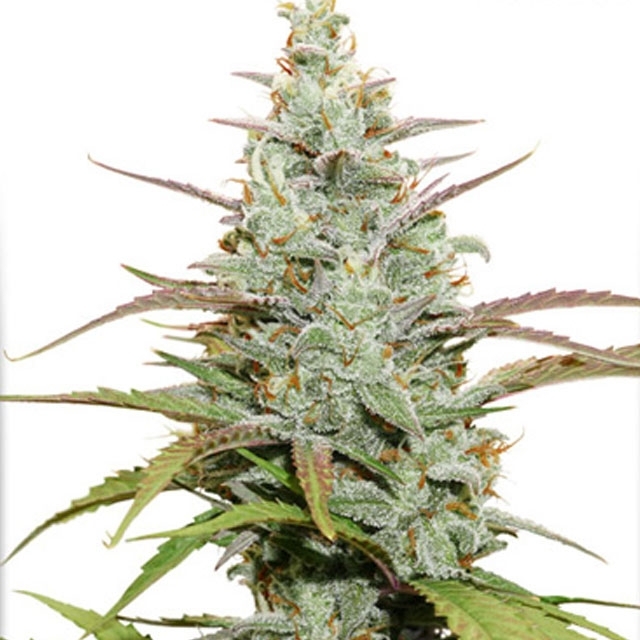 Mokum’s Tulip Strain Info / Mokum’s Tulip Weed By Dutch Passion ...