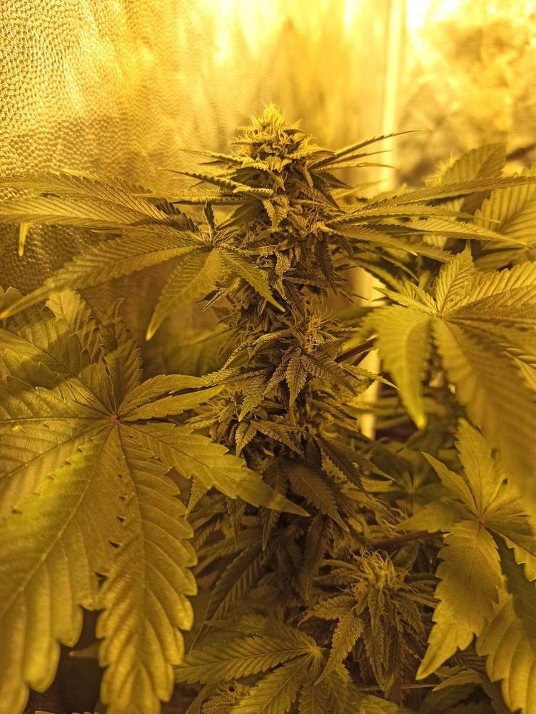 Hash Plant Feminized Strain Info / Hash Plant Feminized Weed By Pev ...