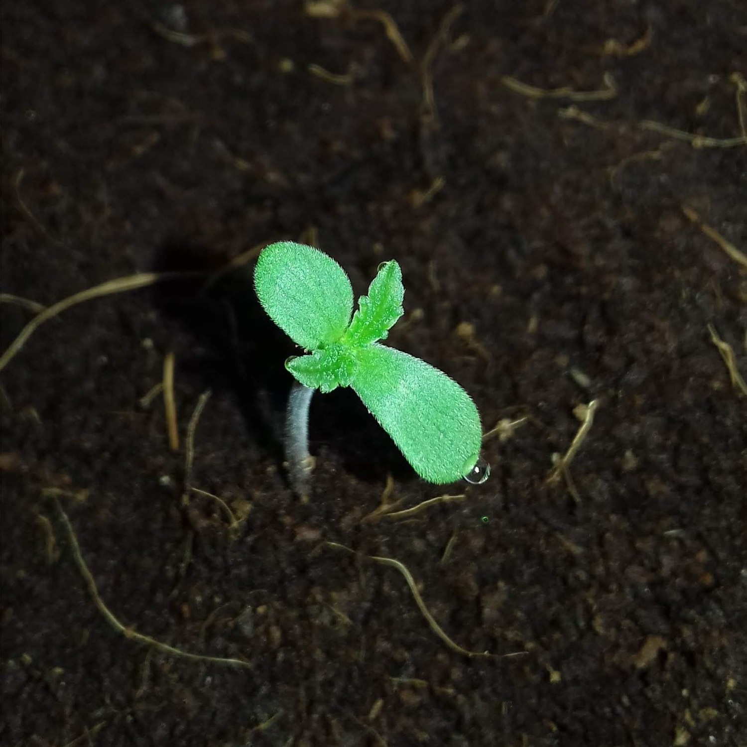 Alien Gorilla Strain Info / Alien Gorilla Weed By Original Sensible ...