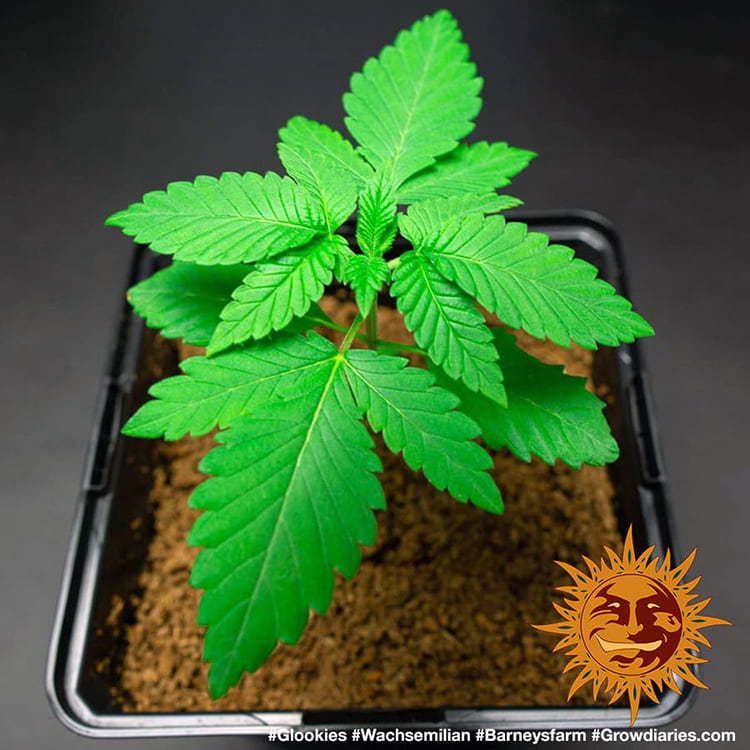 Glookies Strain Info / Glookies Weed By Barney's Farm - GrowDiaries