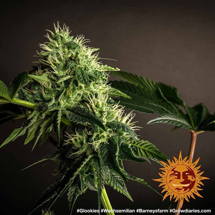 Glookies Strain Info / Glookies Weed By Barney's Farm - GrowDiaries
