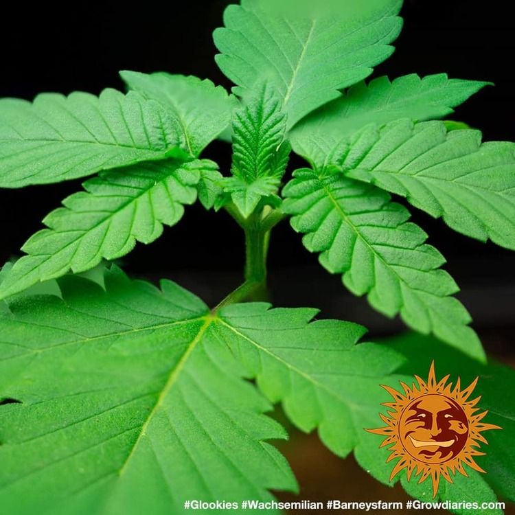 Glookies Strain Info / Glookies Weed By Barney's Farm - GrowDiaries