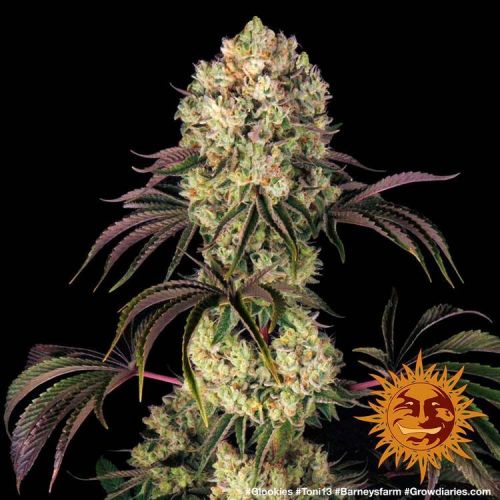 Glookies Strain Info / Glookies Weed By Barney's Farm - GrowDiaries