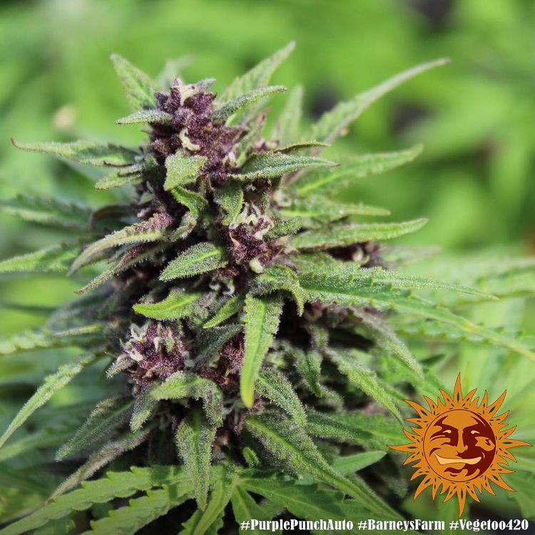 Purple Punch Auto Strain Info / Purple Punch Auto Weed By Barney's Farm ...
