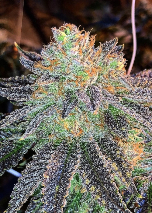 Zkittlez Strain Info / Zkittlez Weed By Terphogz - GrowDiaries