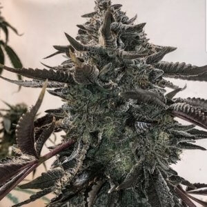 Sunset Sherbert Strain Info / Sunset Sherbert Weed By Seed Junky ...