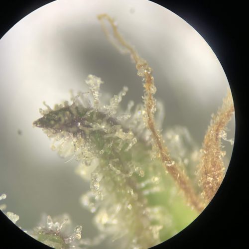 Mandarin Cookies Strain Info / Mandarin Cookies Weed By ETHOS Genetics ...