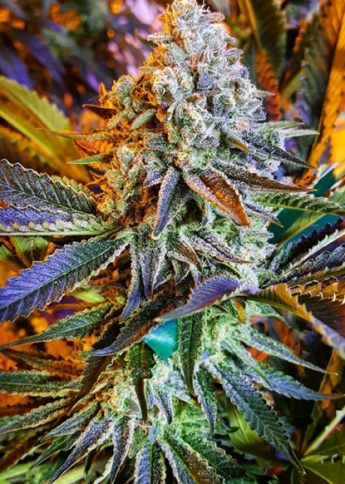 Orange Harambe #1 Strain Info / Orange Harambe #1 Weed By ETHOS ...