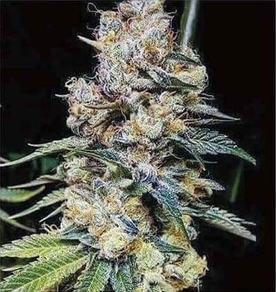 Rainmaker Strain Info / Rainmaker Weed By ETHOS Genetics - GrowDiaries