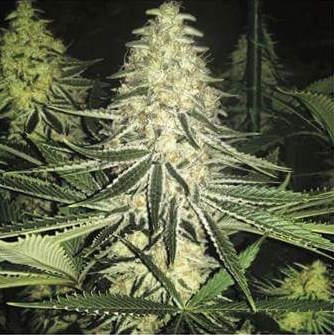 Snowball Strain Info / Snowball Weed By ETHOS Genetics - GrowDiaries