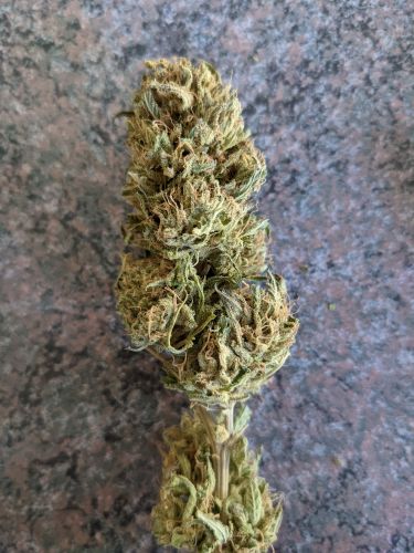 Ethos Hash Plant BX1 Strain Info / Ethos Hash Plant BX1 Weed By ETHOS ...