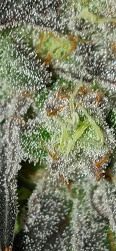 Grape Diamonds R2 Strain Info / Grape Diamonds R2 Weed By ETHOS ...