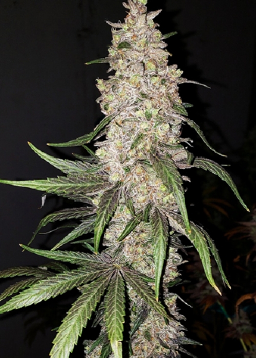 Mandarin Kush Strain Info / Mandarin Kush Weed By ETHOS Genetics ...