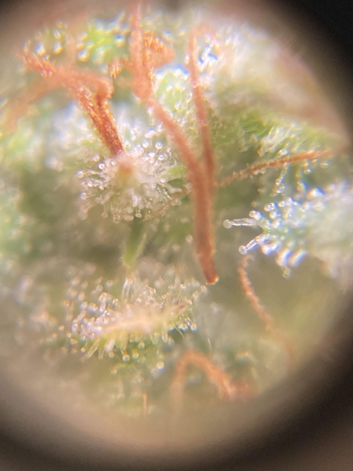 OG Kush Autoflower R5 Strain Info / OG Kush Autoflower R5 Weed By ETHOS ...