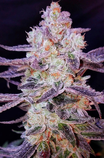 Purple Zkittlez R1 Strain Info / Purple Zkittlez R1 Weed By ETHOS ...