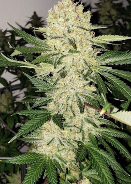 Super Lemon Haze Strain Info / Super Lemon Haze Weed By ETHOS Genetics ...