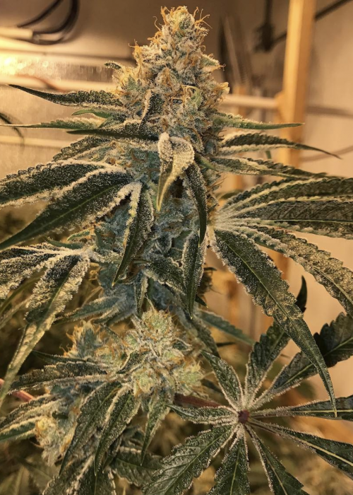 Kobe Strain Info / Kobe Weed By Symbiotic Genetics - GrowDiaries