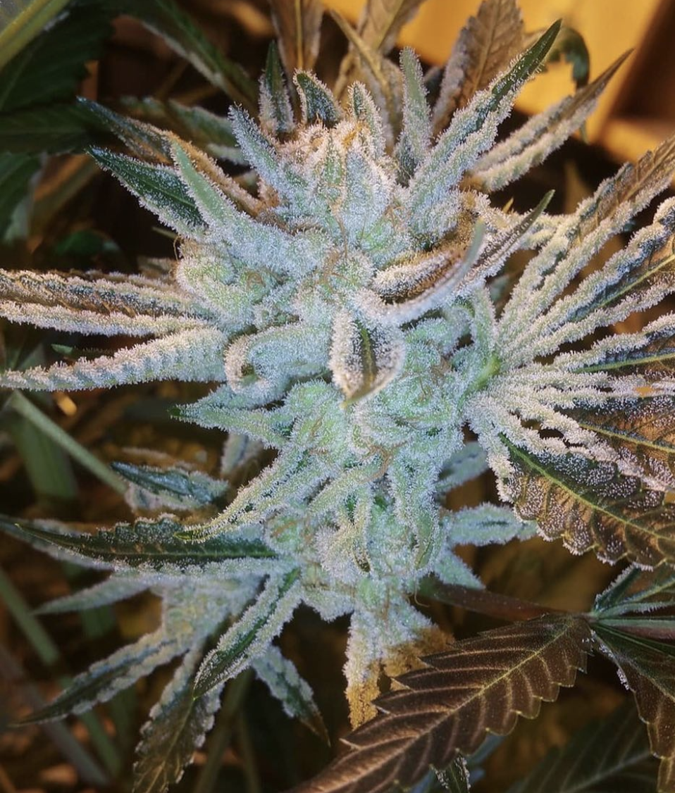 Orangeade Strain Info / Orangeade Weed By Symbiotic Genetics - GrowDiaries