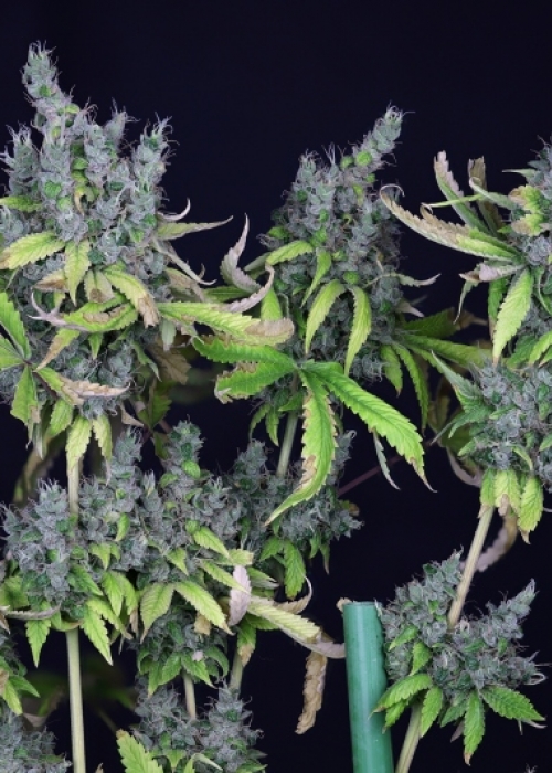 Alaskan Purple Strain Info / Alaskan Purple Weed By Seedsman - GrowDiaries