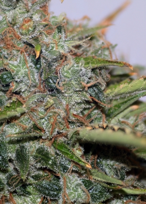 Original Skunk 1 Reg Strain Info / Original Skunk 1 Reg Weed By ...