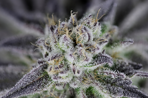 Peyote Gorilla Strain Info / Peyote Gorilla Weed By Seedsman - GrowDiaries