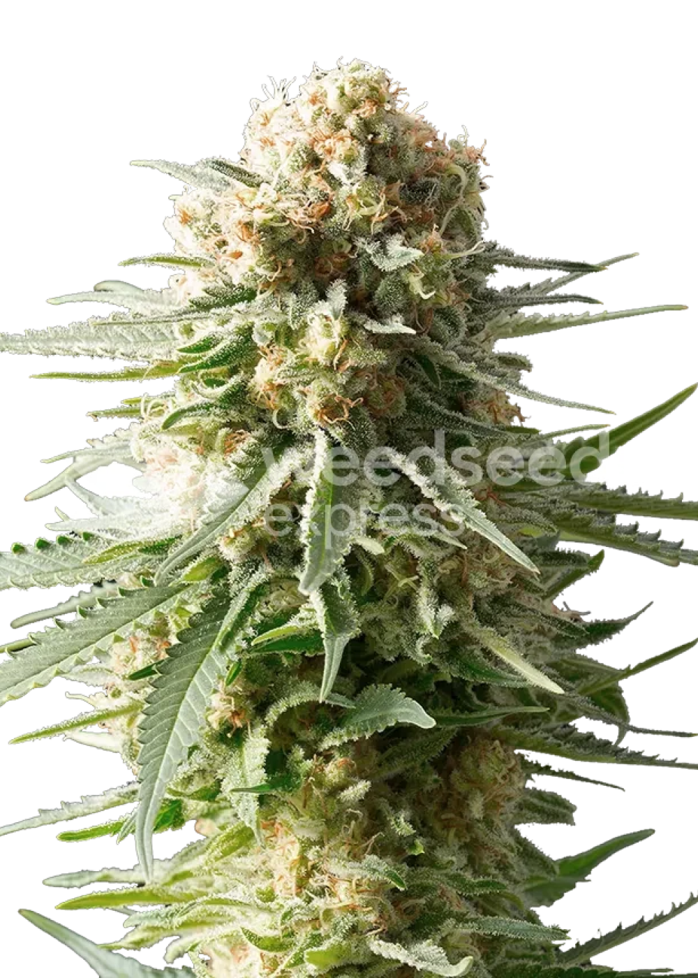 AK 48 autoflower seeds Strain Info / AK 48 autoflower seeds Weed By ...