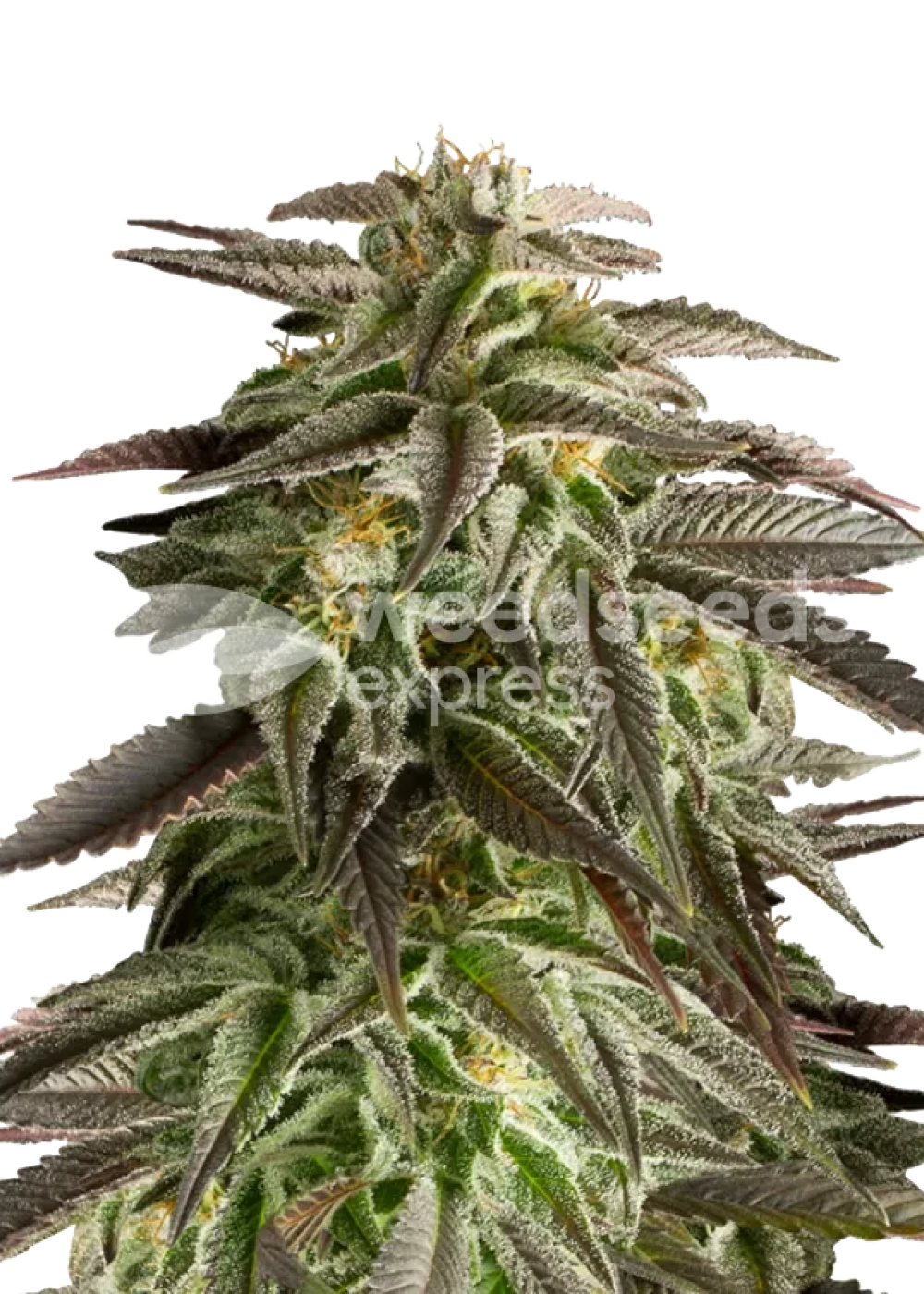 Blue Cheese autoflower seeds Strain Info / Blue Cheese autoflower seeds ...
