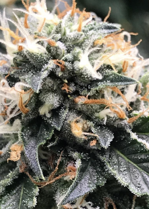 White Fire Strain Info / White Fire Weed By OG Raskal Genetics ...