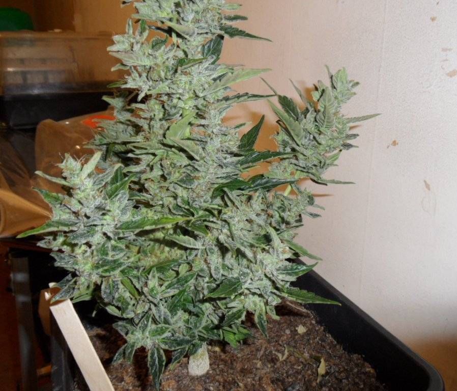 AK47 Automatic Strain Info / AK47 Automatic Weed By Lowlife - GrowDiaries