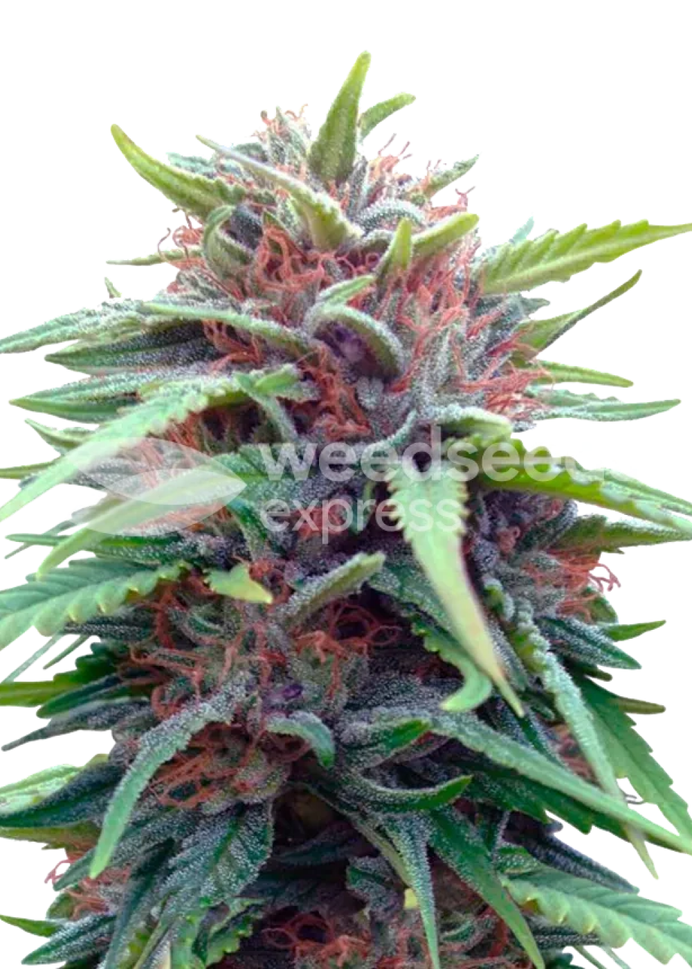 Durban Poison feminized seeds Strain Info / Durban Poison feminized ...