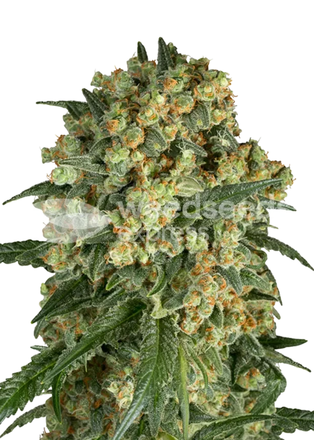 Somango XXL feminized seeds Strain Info / Somango XXL feminized seeds ...