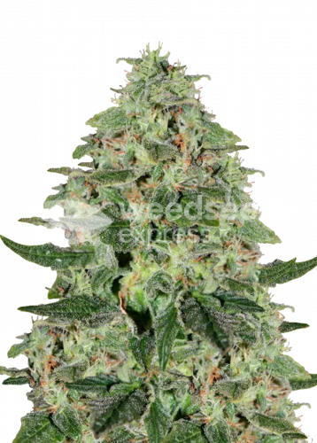 Santa Maria autoflower seeds Strain Info / Santa Maria autoflower seeds ...