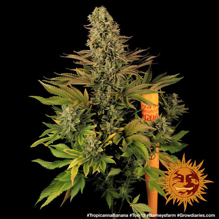 Tropicanna Banana Strain Info / Tropicanna Banana Weed By Barney's Farm ...