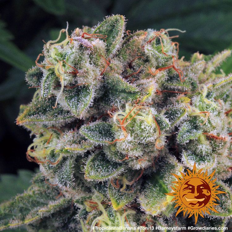 Tropicanna Banana Strain Info / Tropicanna Banana Weed By Barney's Farm ...