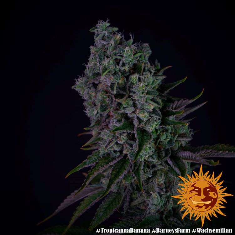 Tropicanna Banana Strain Info / Tropicanna Banana Weed By Barney's Farm ...