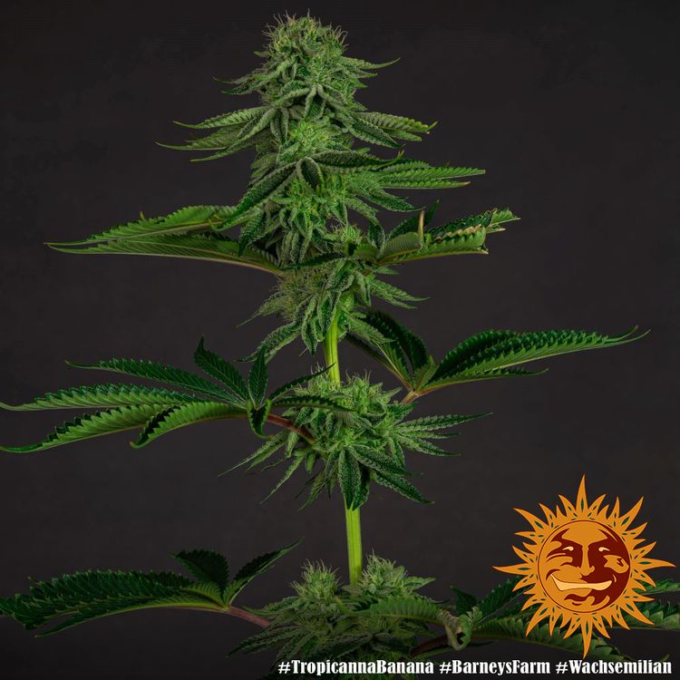 Tropicanna Banana Strain Info / Tropicanna Banana Weed By Barney's Farm ...