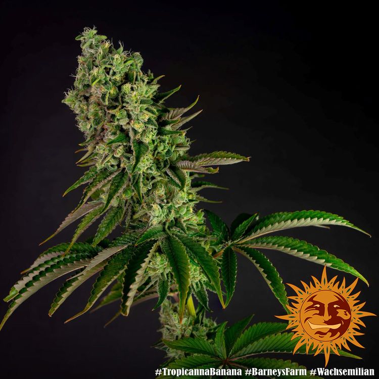 Tropicanna Banana Strain Info / Tropicanna Banana Weed By Barney's Farm ...
