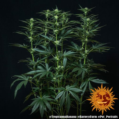 Tropicanna Banana Strain Info / Tropicanna Banana Weed By Barney's Farm ...
