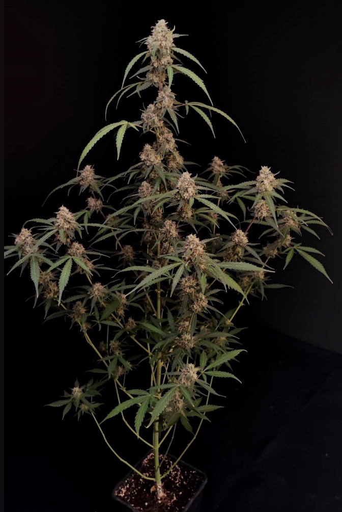 AK Auto Strain Info / AK Auto Weed By Fast Buds - GrowDiaries