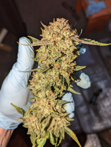BubbleGum Auto Strain Info / BubbleGum Auto Weed By Fast Buds - GrowDiaries