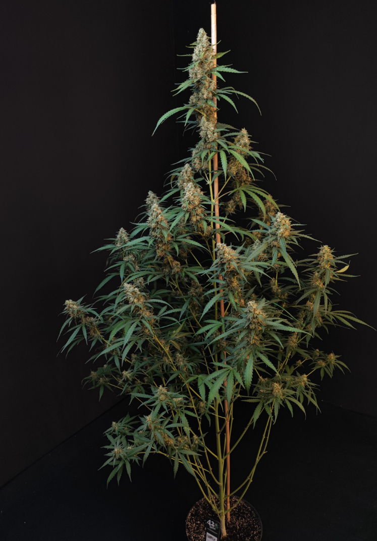Cheese Auto Strain Info / Cheese Auto Weed By Fast Buds - GrowDiaries