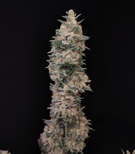 Chemdawg Auto Strain Info / Chemdawg Auto Weed By Fast Buds - GrowDiaries